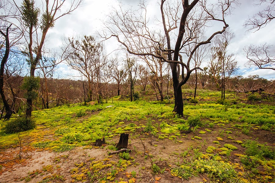Community Grants to Support Local Bushfire Recovery | Healthy North Coast